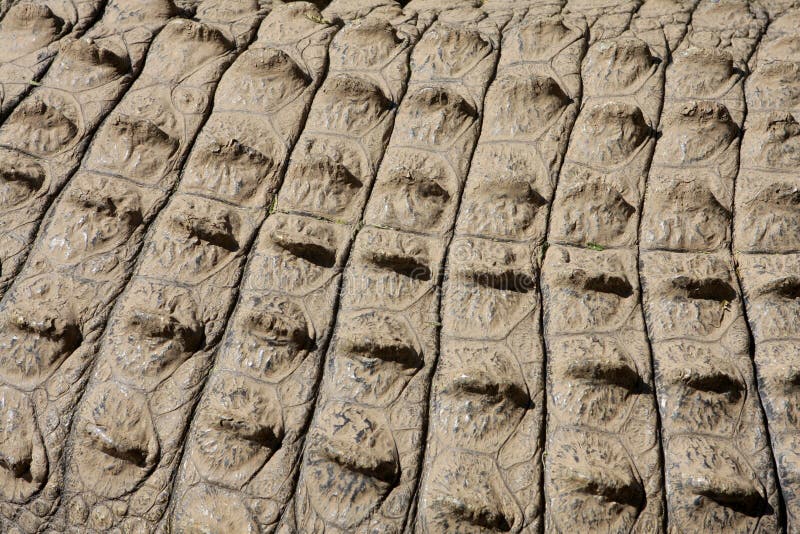 Croc Skin 1 Picture. Image: 5212848