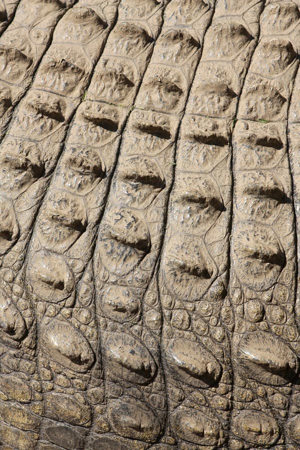 Crocodiles Picture. Image: 2169681