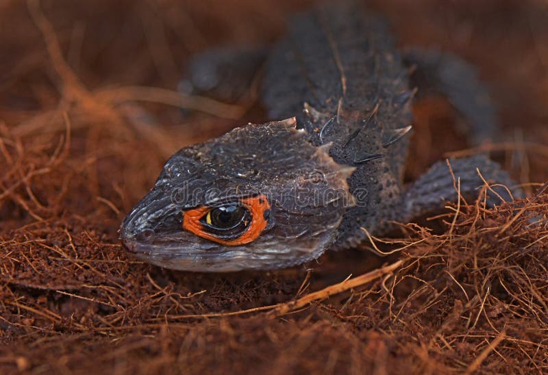 Cocopet Stock Photos - Free & Royalty-Free Stock Photos from Dreamstime