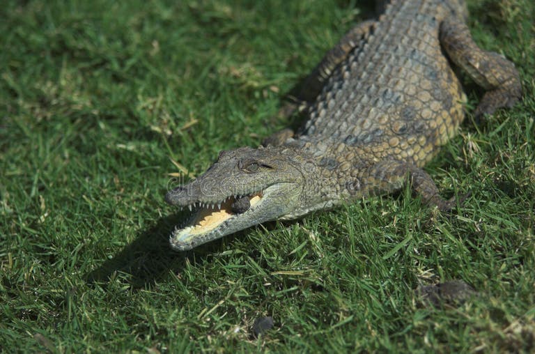 1,487 Crocs Pictures Stock Photos - Free & Royalty-Free Stock Photos ...