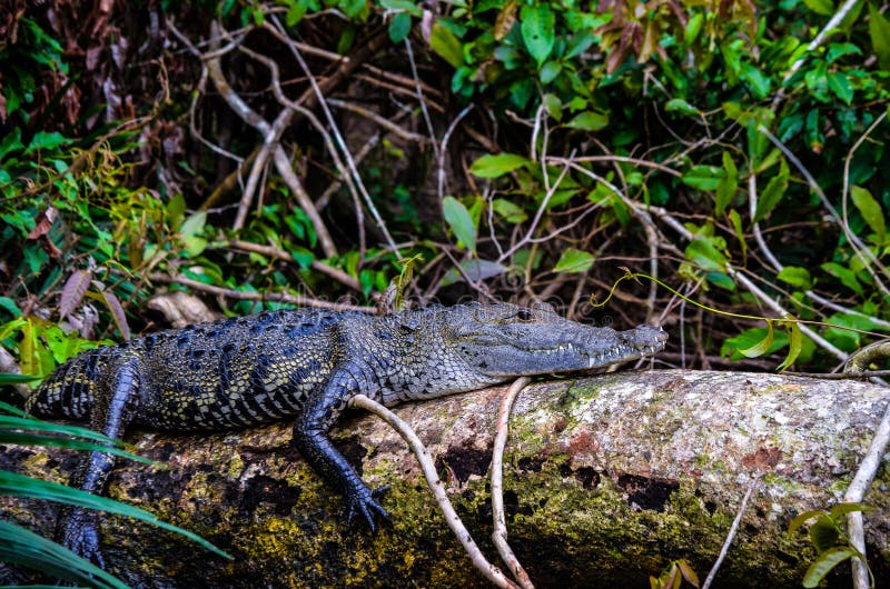 Croc Sunning Himself on a Log in the Jungle of Belize Stock Photo ...