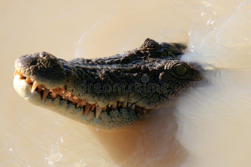 Croc Swimming, Australia stock image. Image of australian - 5894123