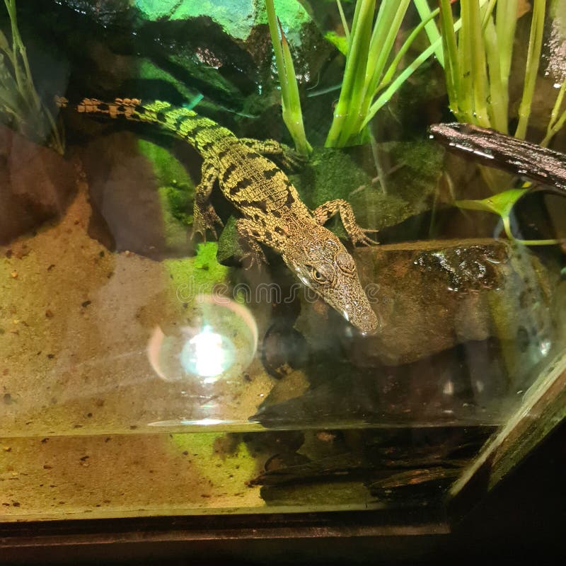 Croc tank 101 editorial stock photo. Image of aquarium - 243172843
