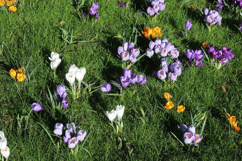 Croci in Assorted Colors in Bloom on Sunny Day Stock Image - Image of ...