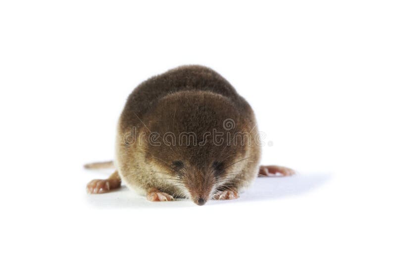 Crocidura russula stock photo. Image of vermin, isolated - 611992