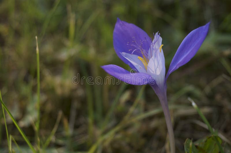 Crociris, Crocus banaticus stock image. Image of beauty - 102719403