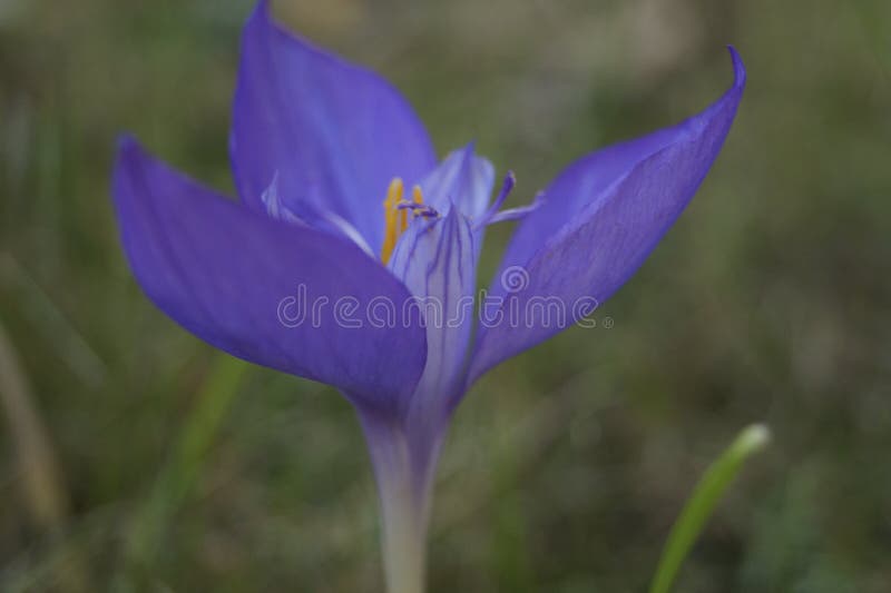 Crociris, Crocus banaticus stock photo. Image of botany - 130026954
