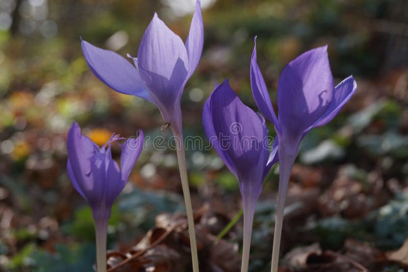 Crociris, Crocus banaticus stock photo. Image of uncultivated - 102719362
