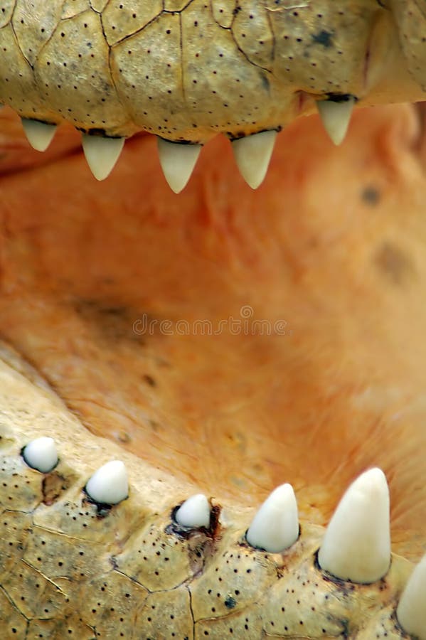 Megalodon teeth stock photo. Image of marine, danger - 15759614
