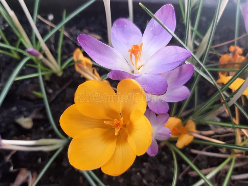 Croco Amarelo E Roxo De Cima Imagem de Stock - Imagem de abril, plantas ...