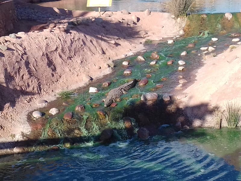 Croco park Agadir stock image. Image of park, agadir - 104800041