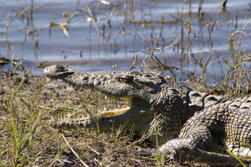 Crocodil stock photo. Image of national, namibia, botswana - 803162