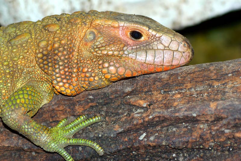 Crocodil-Teju (Dracaena Guianensis) Stock Image - Image of hunter ...