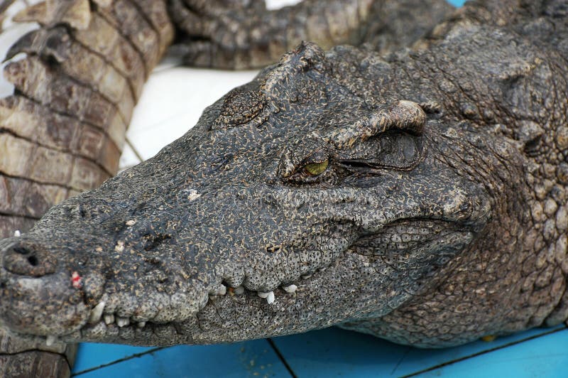 Crocodile stock image. Image of asia, visits, asian, rest - 12547555