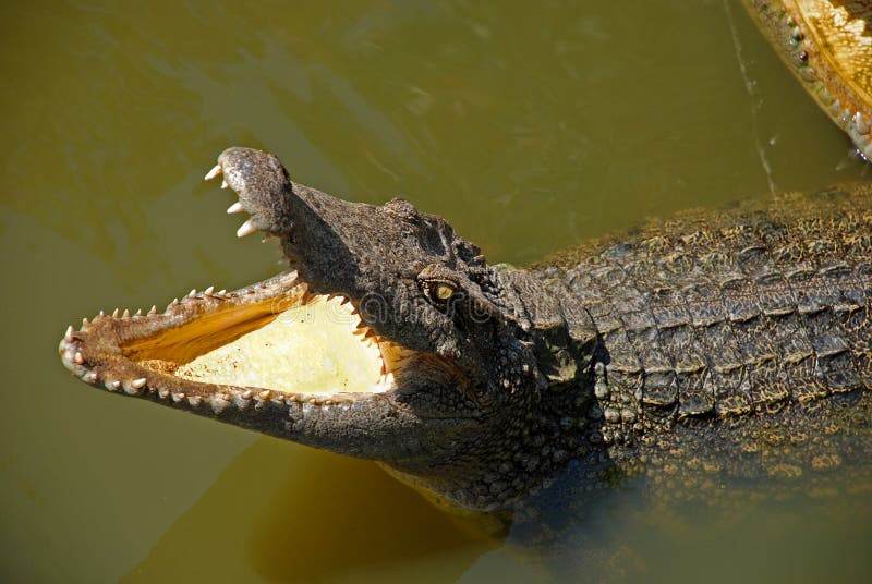 Crocodile Catching Fish stock image. Image of reptile - 10723575