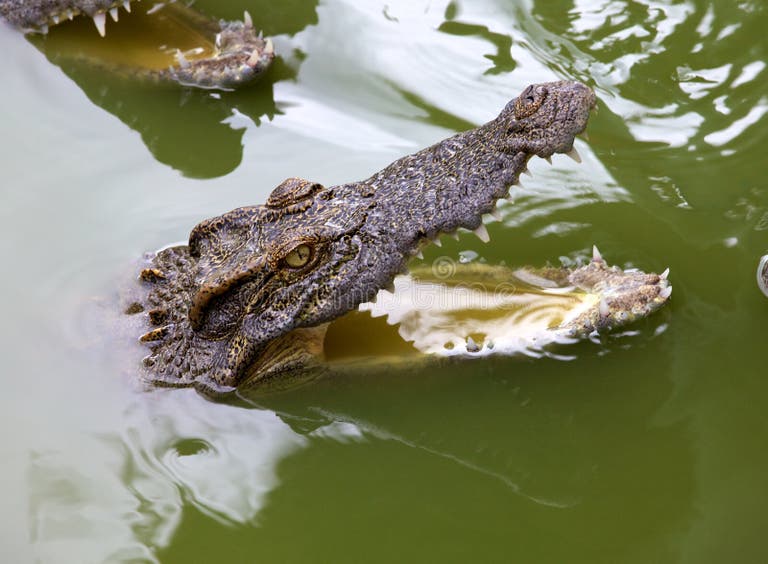 1,107 Crocodile Side View Stock Photos - Free & Royalty-Free Stock ...