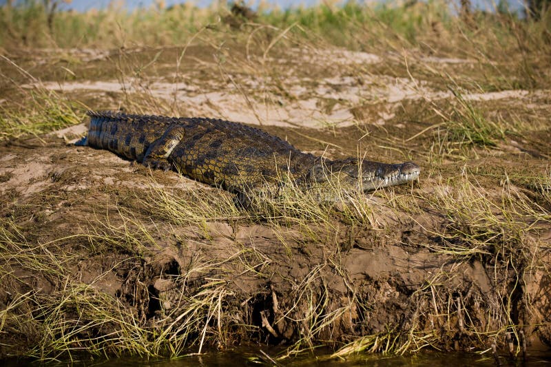 Crocodile stock photo. Image of tropical, environment - 15368844