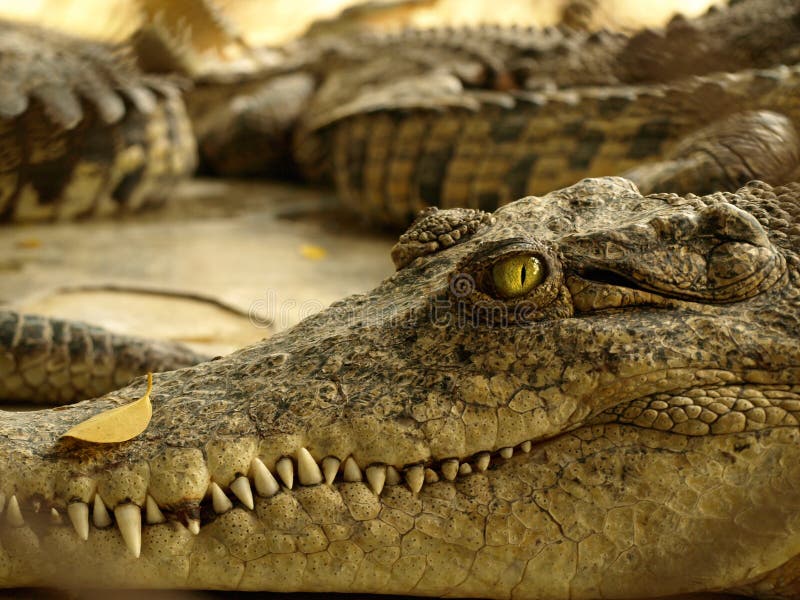 Crocodile Den Stock Photos - Free & Royalty-Free Stock Photos from ...