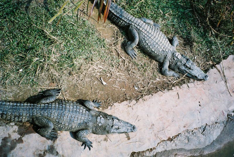 Crocodile stock photo. Image of aerial, paws, danger, reptiles - 19184