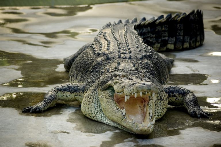75,655 Crocodile Ziajantenegro Stock Photos - Free & Royalty-Free Stock ...