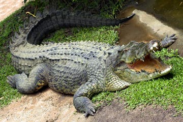 Crocodile stock image. Image of crocodile, reptile, massive - 389233