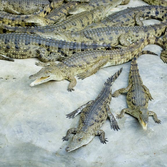 Crocodile stock photo. Image of captivity, stack, skin - 4575072