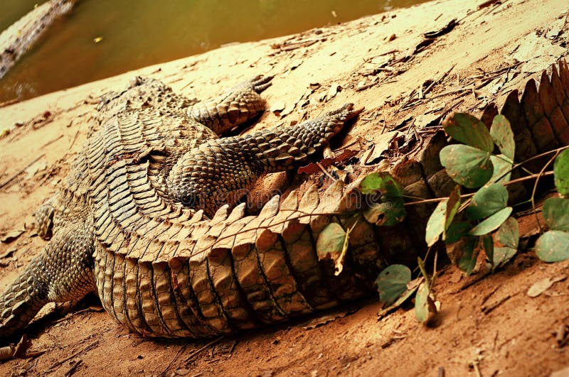 Queue D Un Crocodile Photos Stock - Téléchargez 50 Photos libres de droits