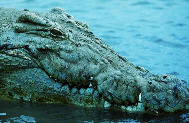 Crocodile stock image. Image of powerful, dangerous, croc - 54167055