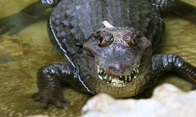 Crocodile Picture. Image: 5808585