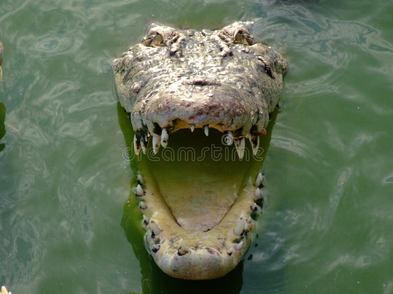 Cute panda cub stock image. Image of reserve, environment - 10262155