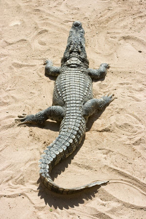 Crocodile stock photo. Image of swamp, nature, lying, sand - 7692642