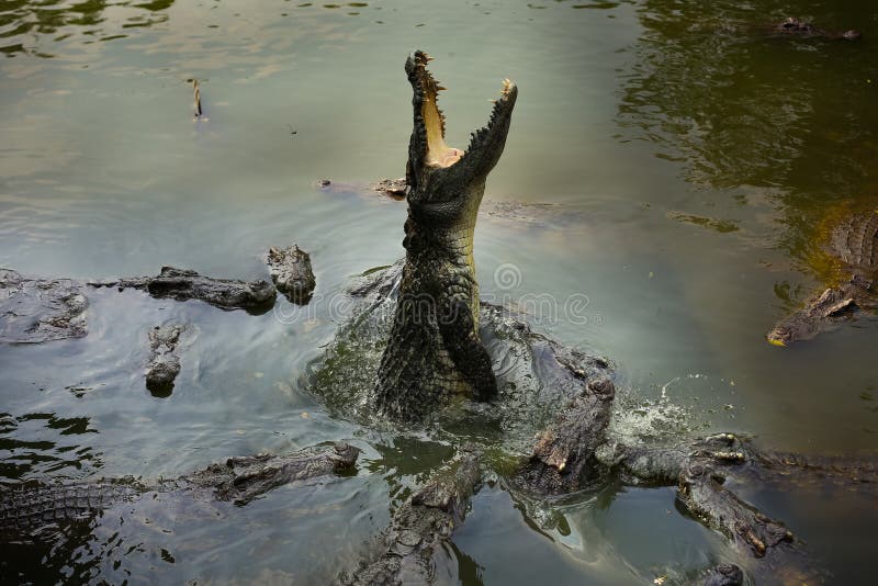 5+ Croc jumping Free Stock Photos - StockFreeImages
