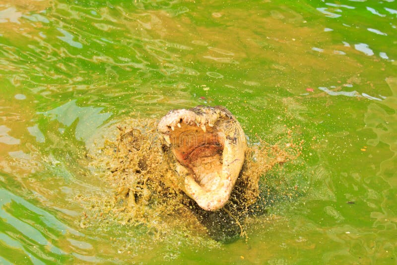 Crocodile stock photo. Image of fish, animal, jaws, closeup - 31986930
