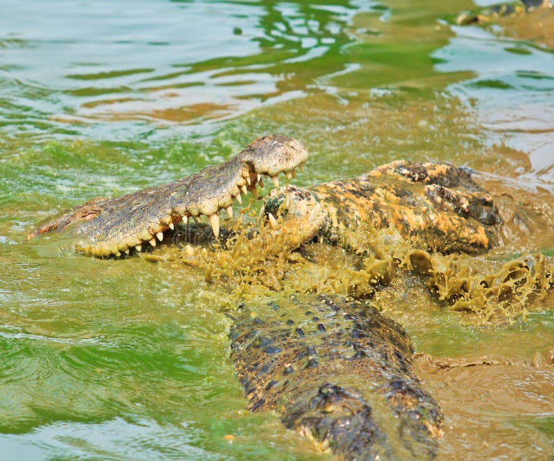 Crocodile stock photo. Image of fish, dangerous, attacking - 31987108