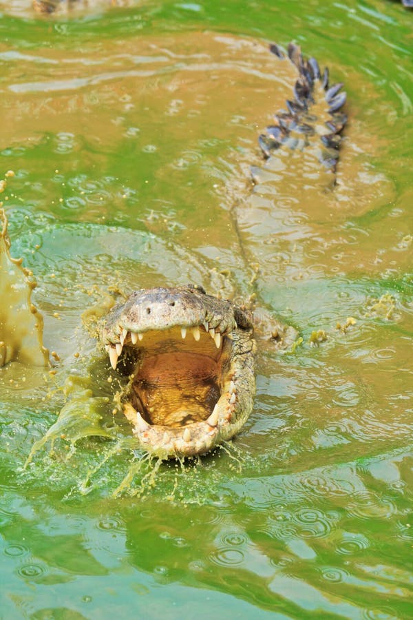 Crocodile stock photo. Image of animal, hungry, china - 32438404