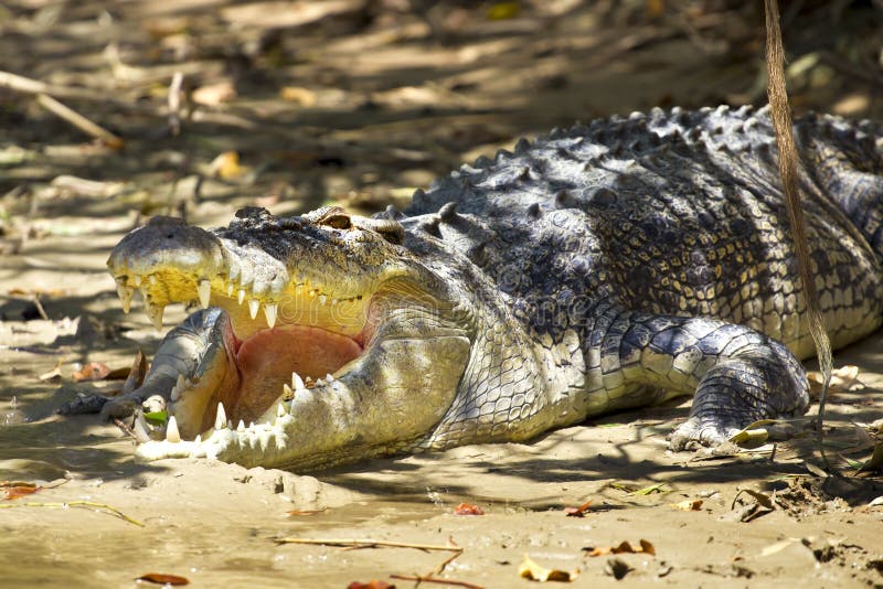 Crocodile De Mer Sauvage Australie Image stock - Image du prédateur ...