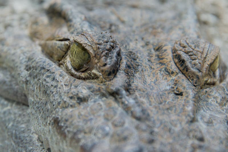 Crocodile Alligator Eye Close Up Stock Image - Image of nile, crocodile ...