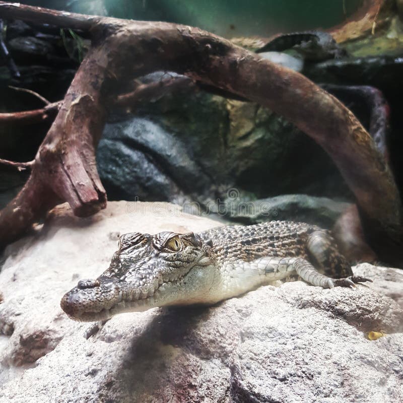 Crocodile stock photo. Image of amazing, beautiful, creatures - 76551224