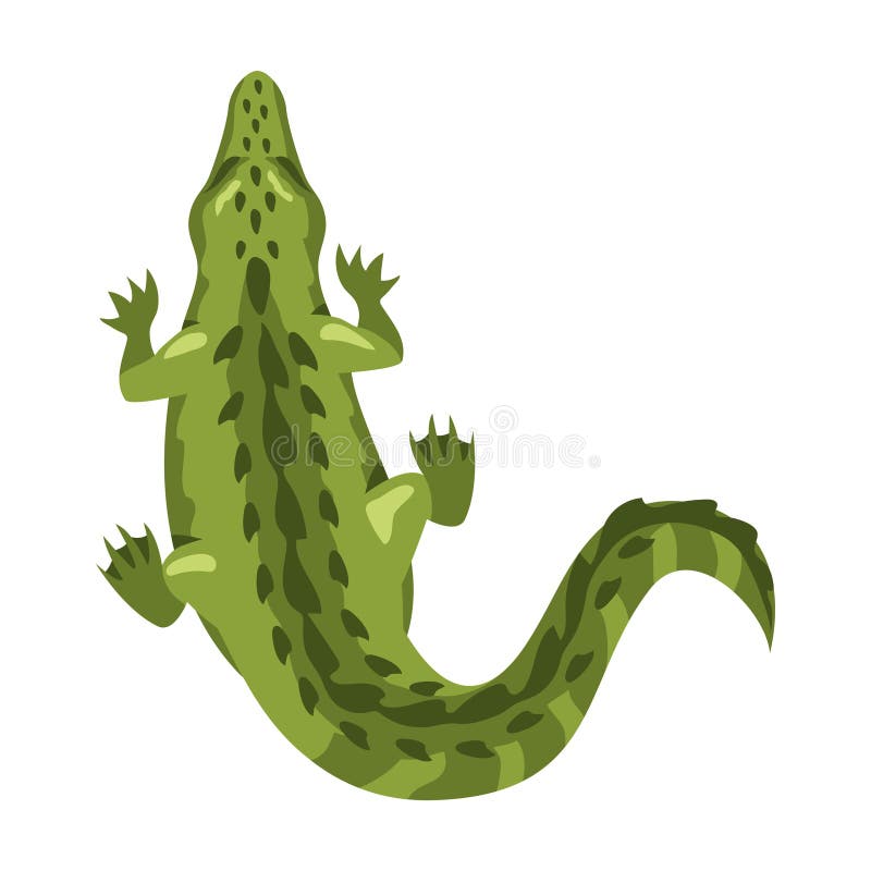 Crocodile animal top view stock vector. Illustration of view - 319047456