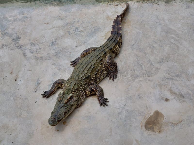 651 Crocodile Butterfly Stock Photos - Free & Royalty-Free Stock Photos ...