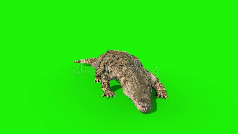 Crocodile Runcycle Loop Side Green Screen 3D Rendering Animation Stock ... Crocodile Runcycle Loop Side Green Screen 3D Rendering Animation Stock ...
