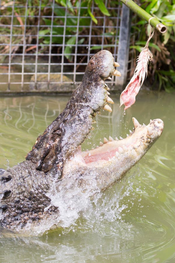The Crocodile Attacks The Wildebeest In River Mara Stock Photo - Image ...