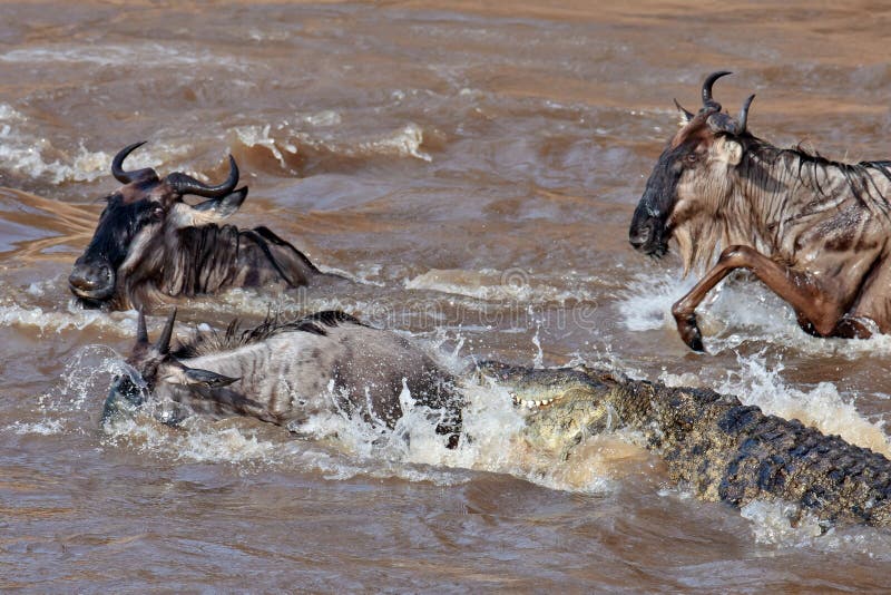 The Crocodile Attacks the Wildebeest in River Mara Stock Photo - Image ...