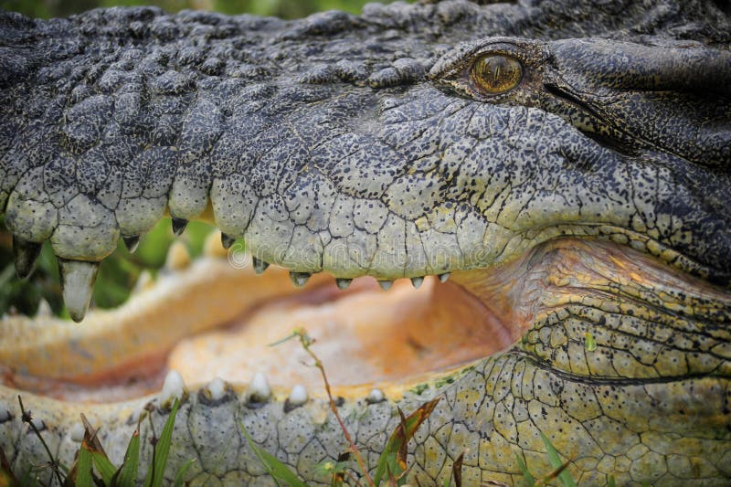 Crocodile d'eau de mer photo stock. Image du jeune, peau - 34086448