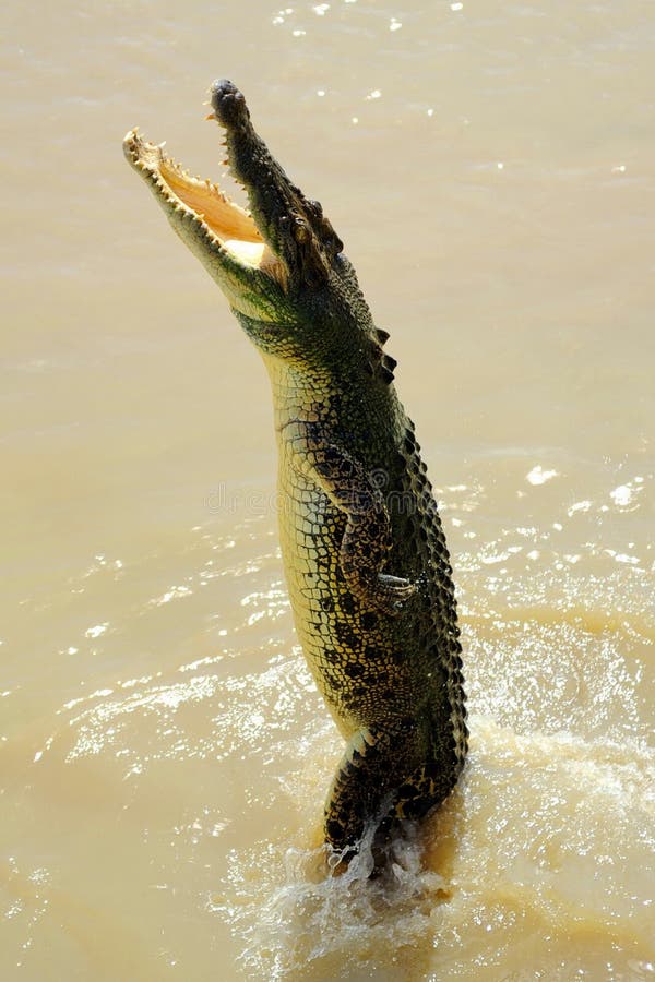 Crocodile Australie II D'eau De Mer Image stock - Image du jour ...