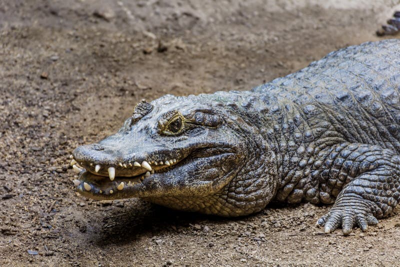Crocodile in a zoo stock image. Image of outdoors, nile - 103484491