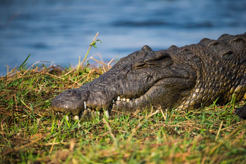 Crocodile Basking on a Riverbank Stock Photo - Image of park, holidays ...