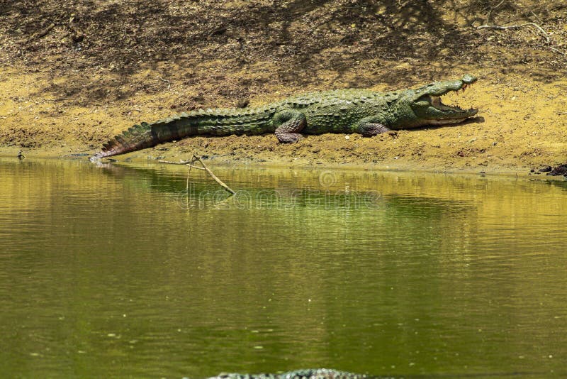 Crocodile Basking in the Sun Stock Photo - Image of reflection, nature ...