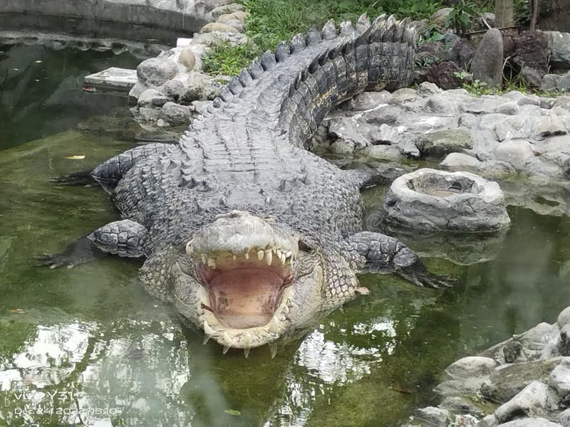 Crocodile, big, zoo, stock photo. Image of rock, lizard - 268012020