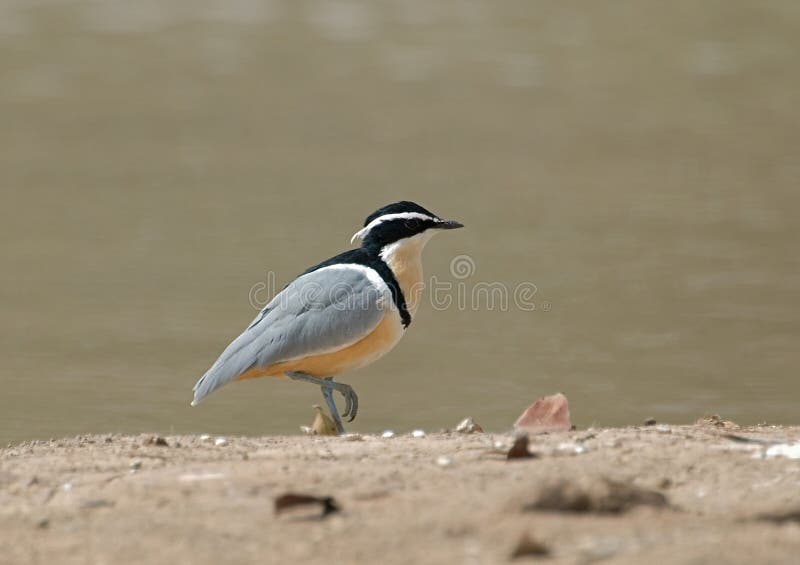 Crocodile-bird, Krokodilwachter, Pluvianus Aegyptius Stock Image ...